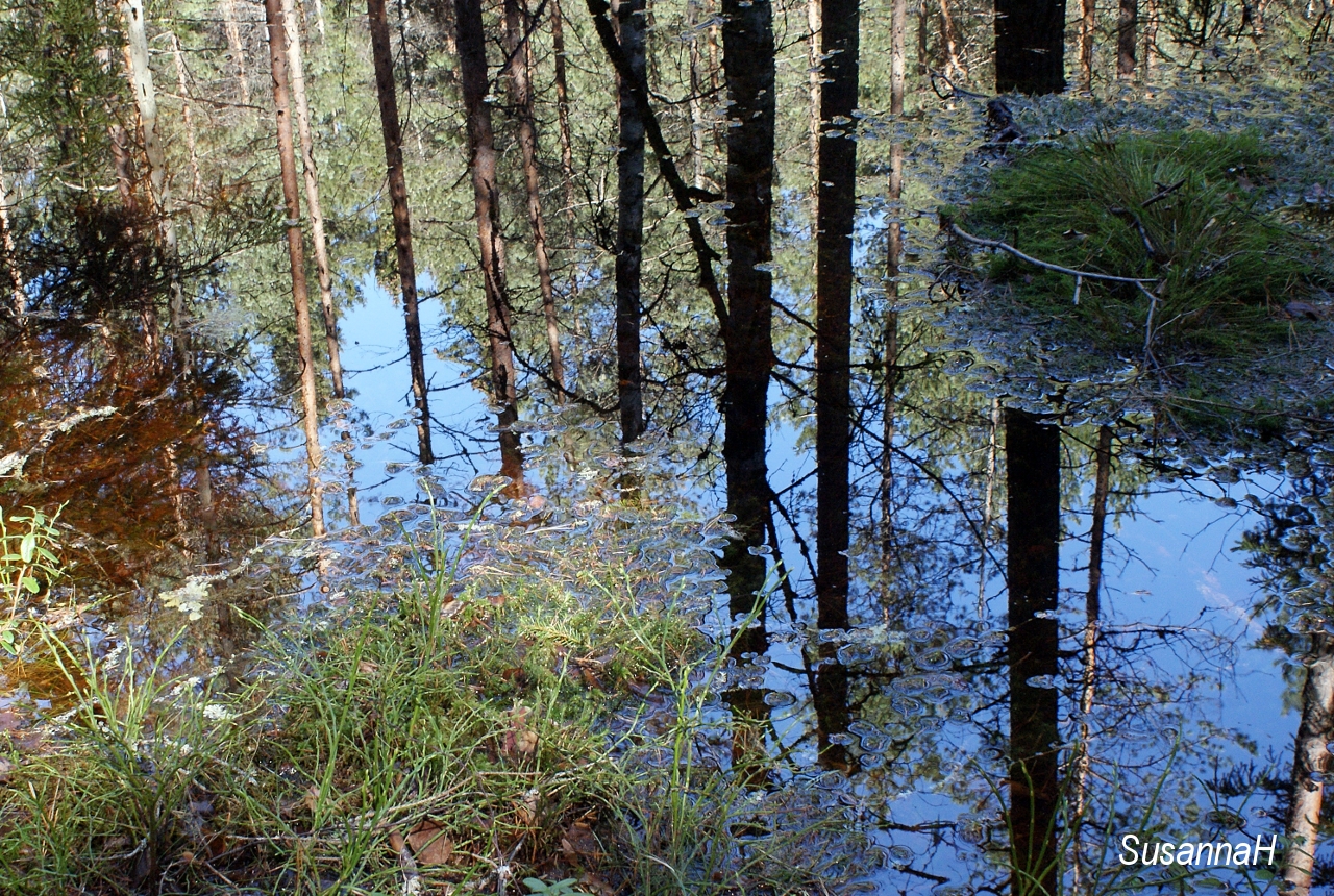 Maailmaa linssin läpi: Metsäistä suota