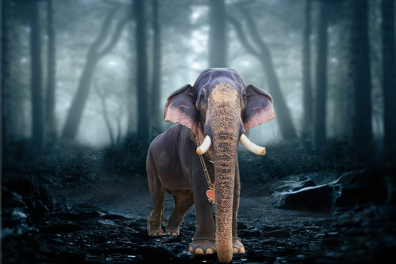Top 15 Upcoming elephants in Kerala