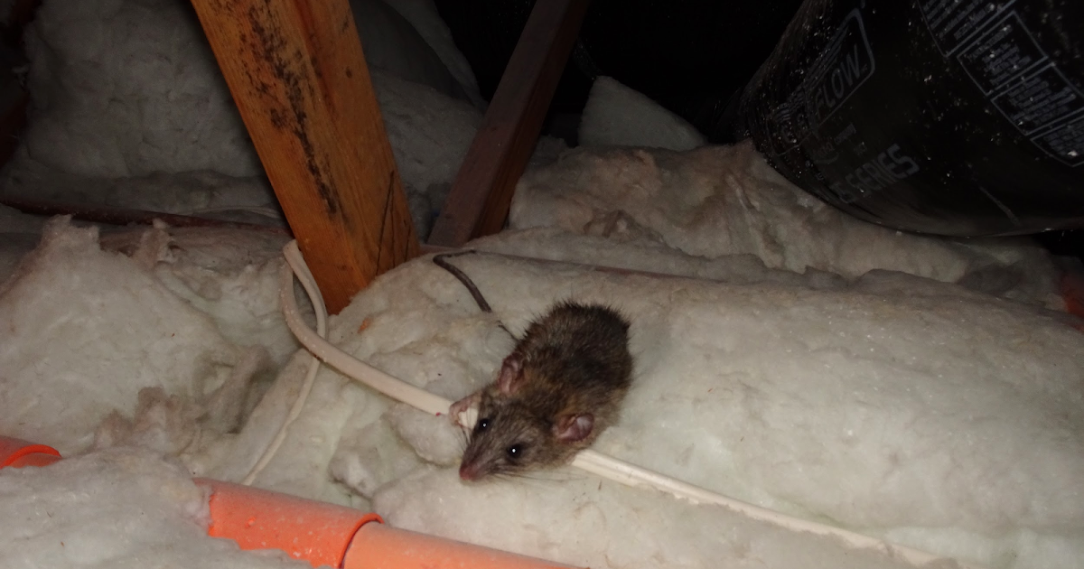 Rodent Damage: Where to check and how to fix it