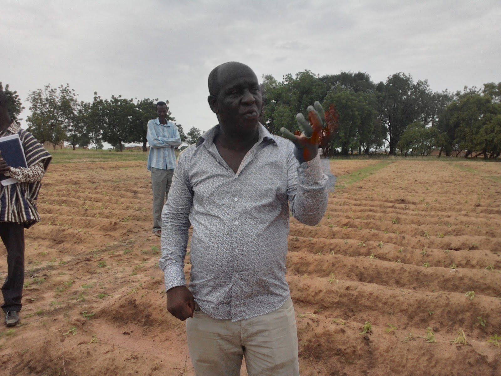 UNTAPPED UPPER EAST REG.: Proposed Frafra Potato Genotypes release ...