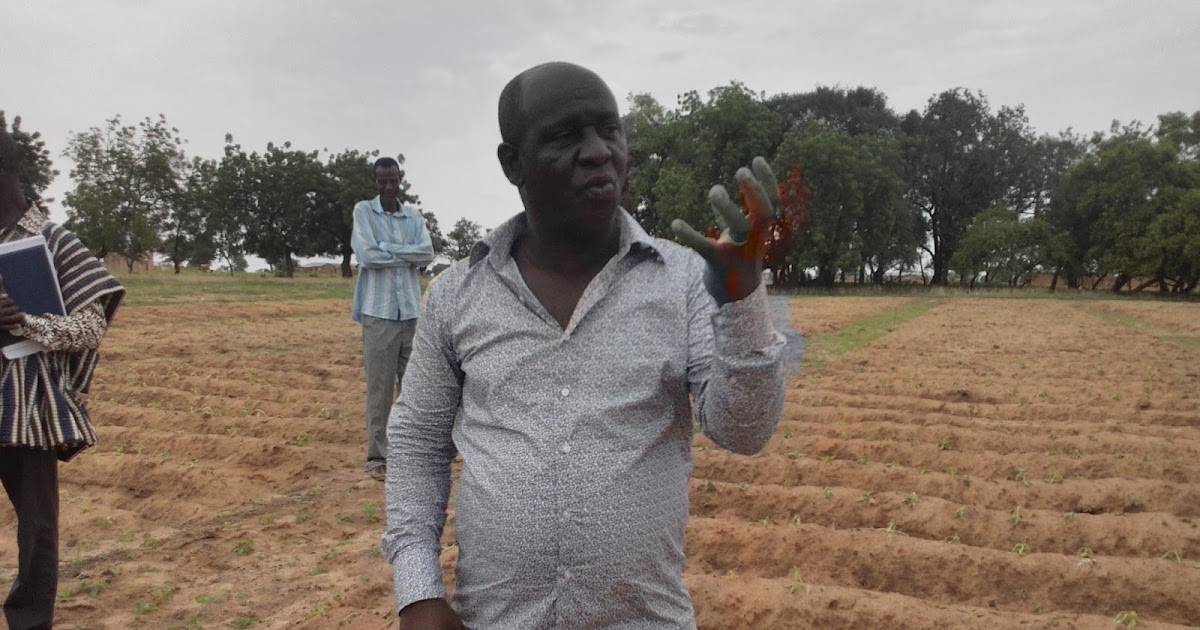 UNTAPPED UPPER EAST REG.: Proposed Frafra Potato Genotypes release ...