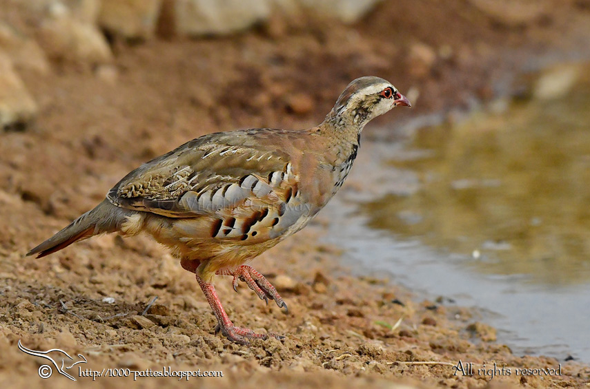 WILDLIFE GATEWAY: Perdrix rouge
