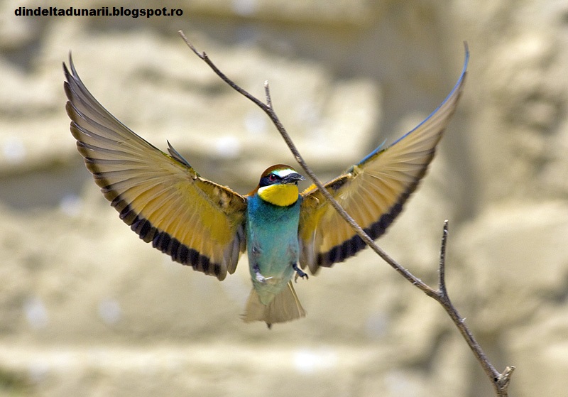 Din Delta Dunării: Prigorie