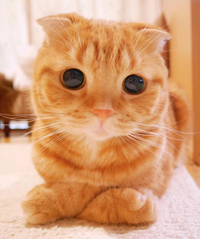 13+ pictures of the most charismatic cats in the world: - We Love Cats