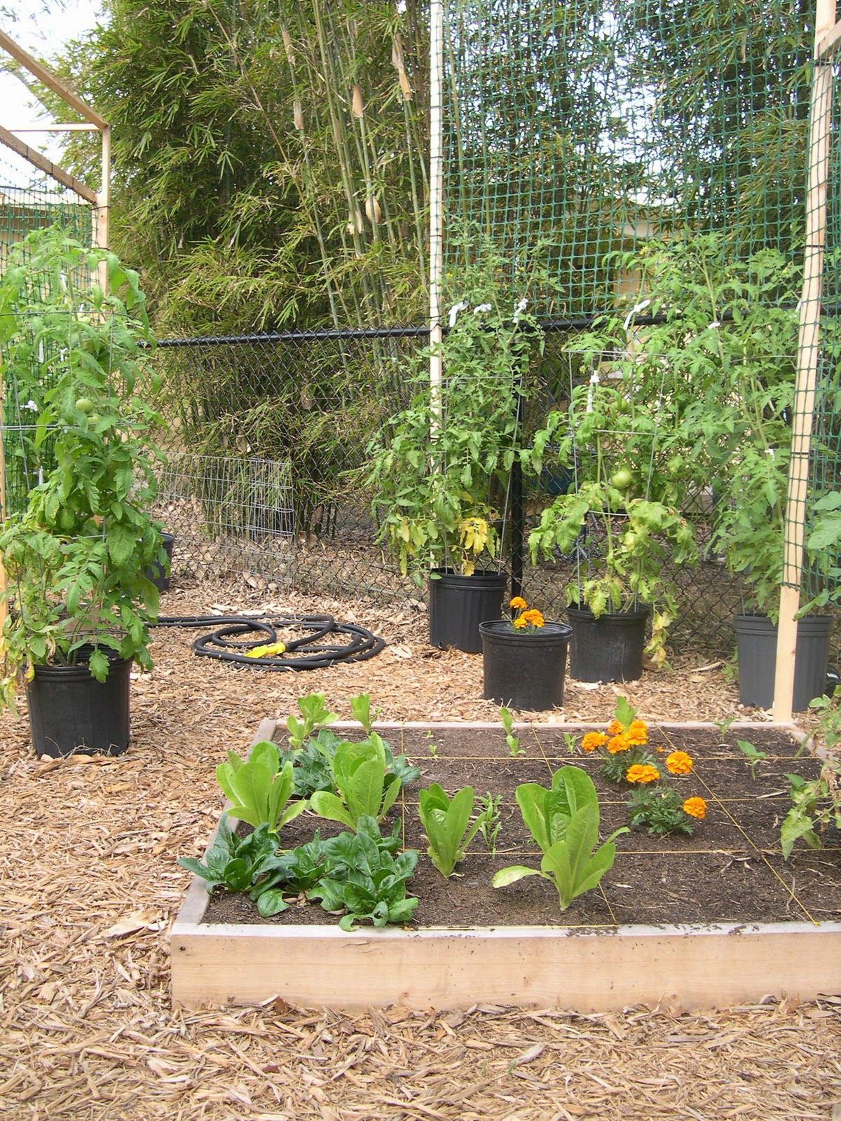 Mom of X: Our Growing Garden