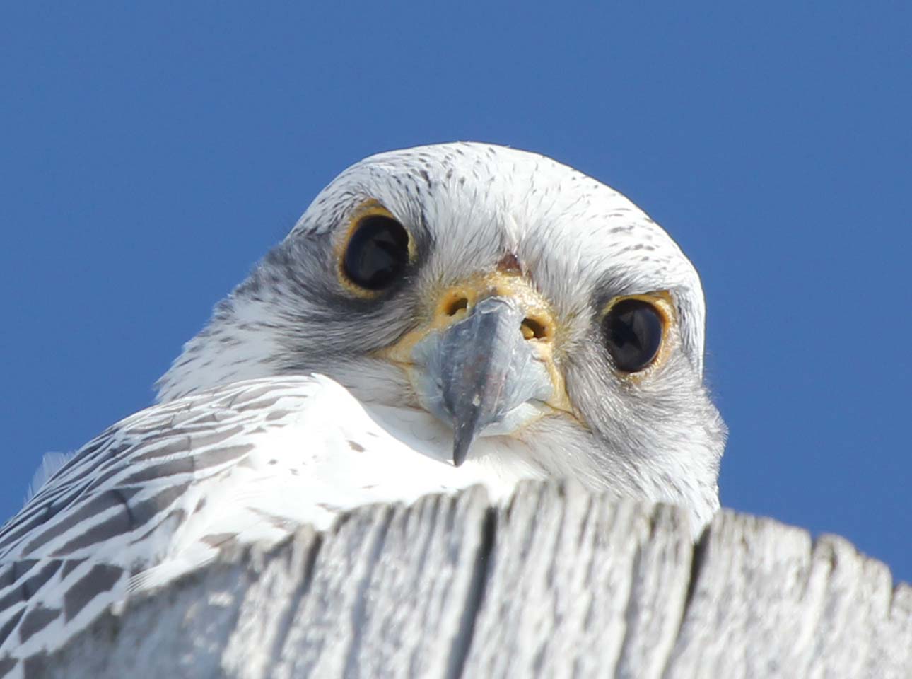 Les oiseaux de la région de La Pocatière, Québec: Voici enfin MON ...
