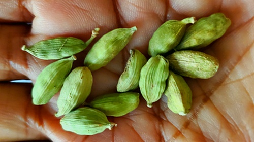 How To Grow Cardamom at Home | Growing Cardamom from seeds in Pot