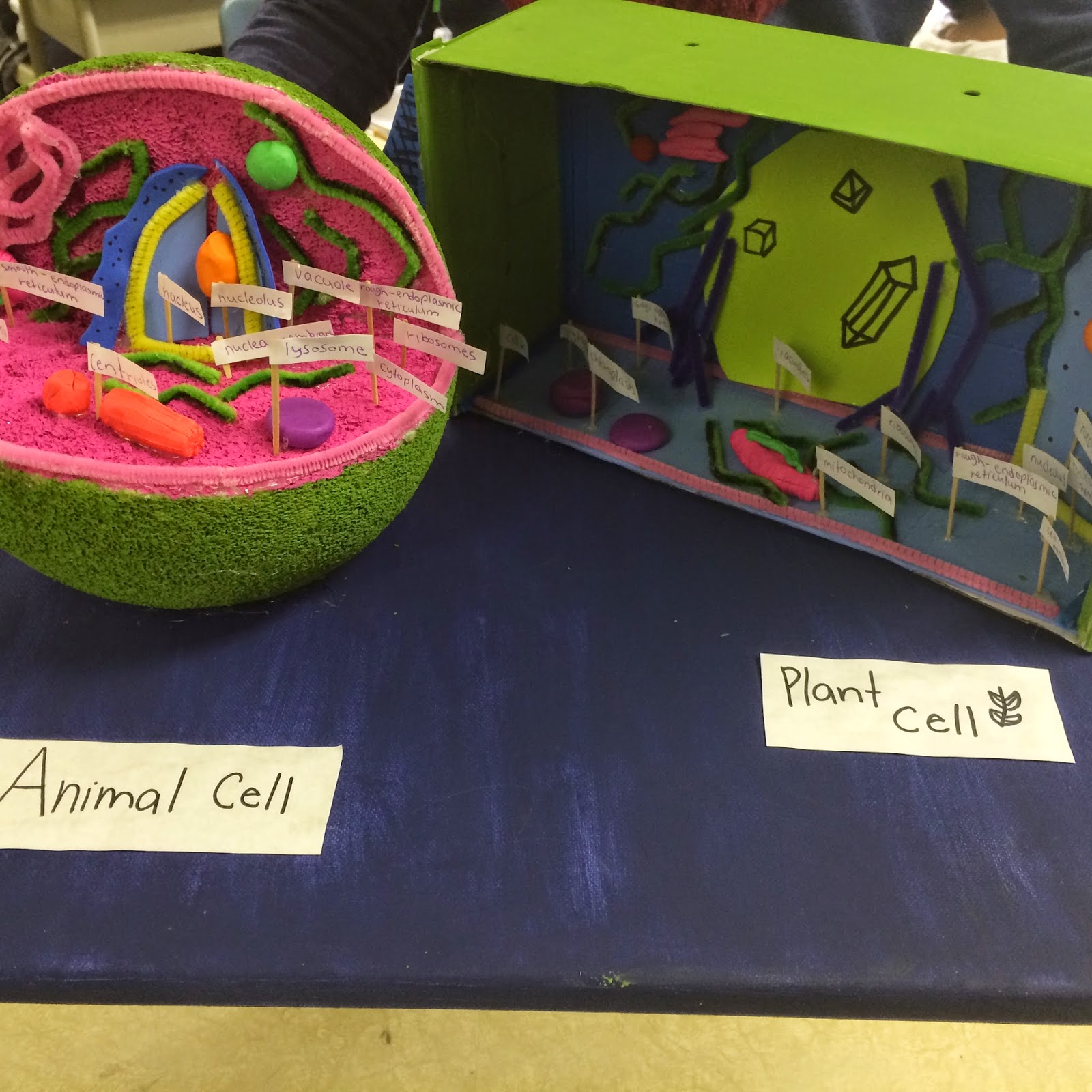 Our Lady of Peace F/I Intermediate Classrooms: Grade 8 science 3D cell ...