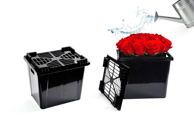 ¿Qué son las proconas?