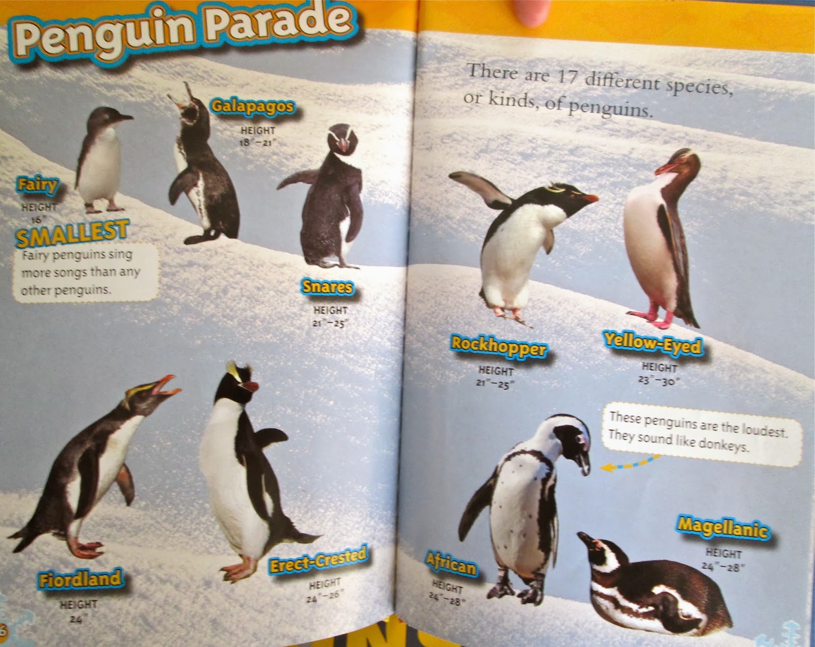 Mrs. Garrabrant's Classroom: Penguin Study