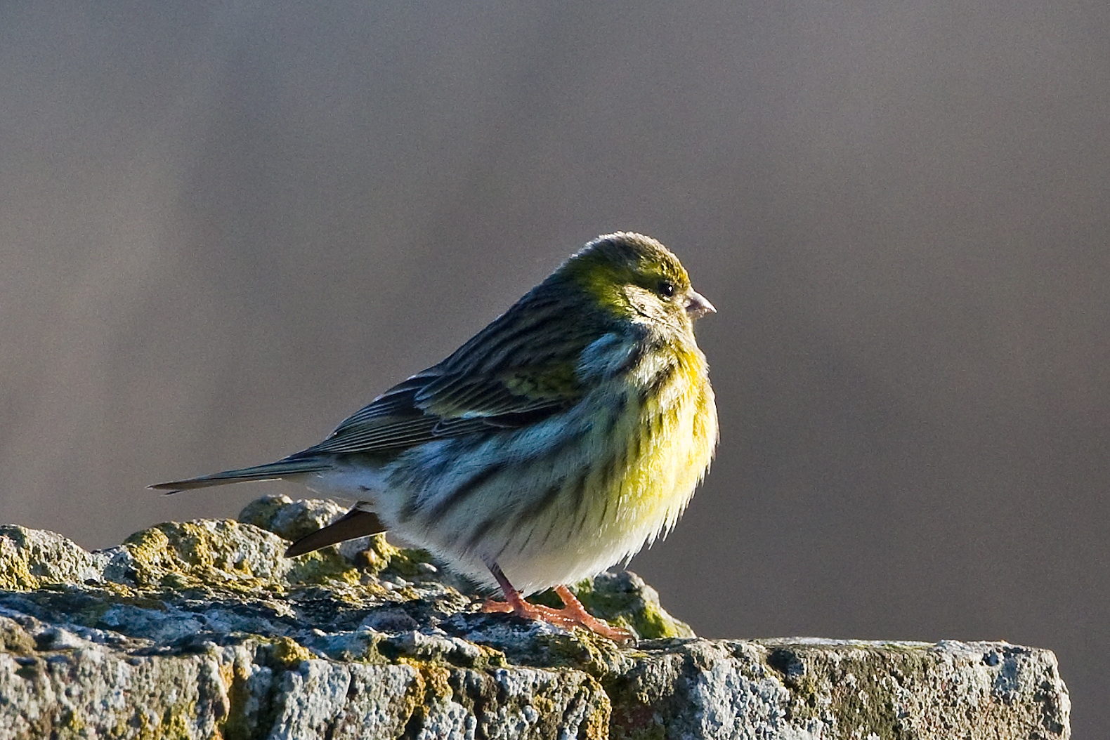 Martin's Sussex Birding Blog: Serin
