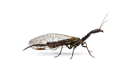 Real Monstrosities: Snakefly