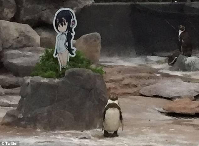 Lol. Penguin falls in love with a cardboard cut-out of a female anime ...