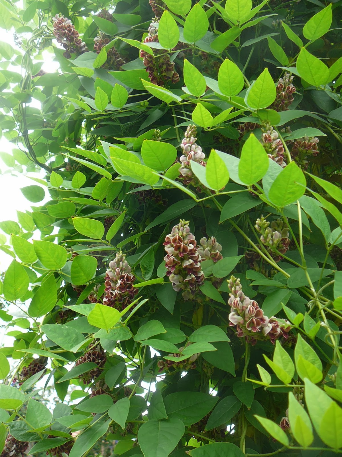 People, Plants, Landscapes: American Ground Nut or Hopniss