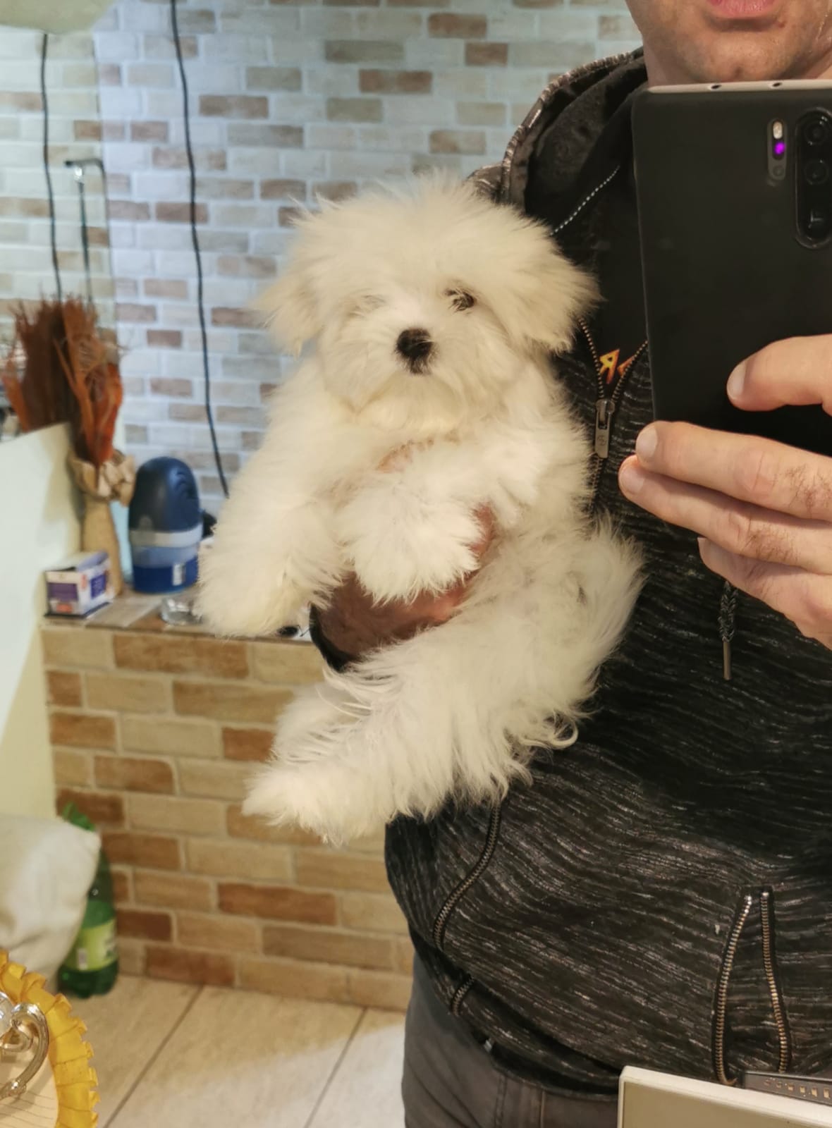 Real_Fairy Bichon Maltese Kennel: Puppies / Pui Bichon Maltese