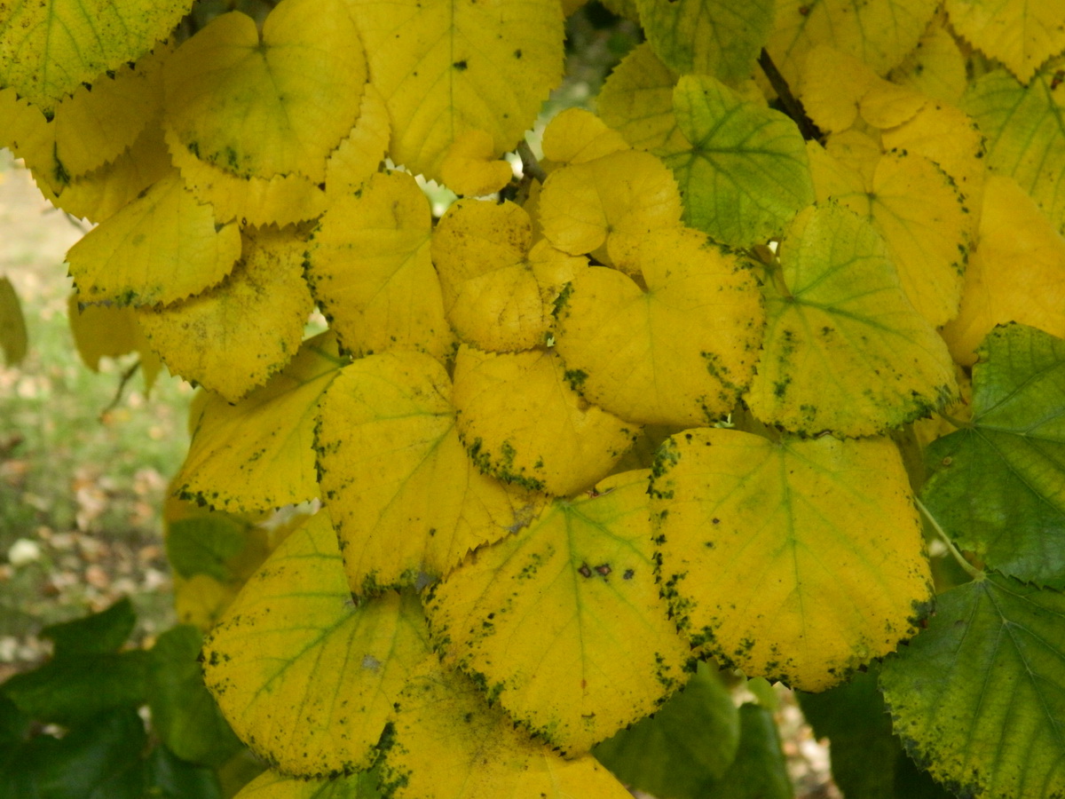 LA MULTI ANI, ROMANIA!: Frunze galbene de tei