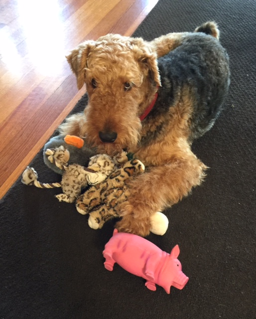 Toby - Airedale