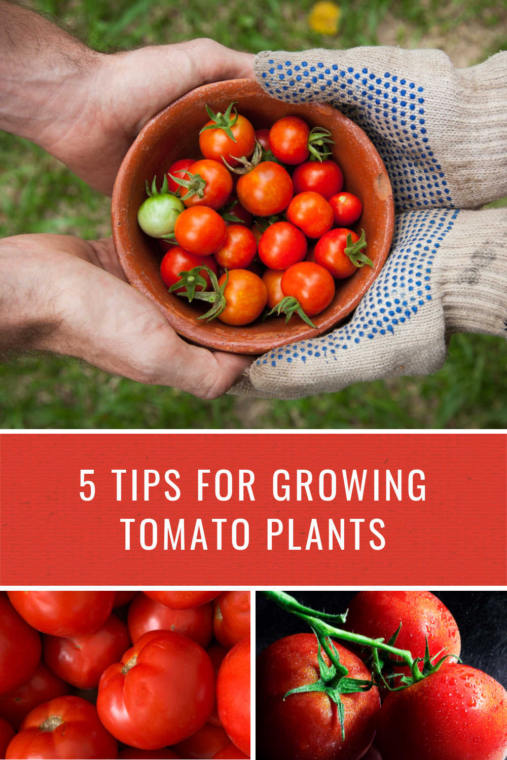 5 Gardening Secrets for a Bountiful Tomato Crop