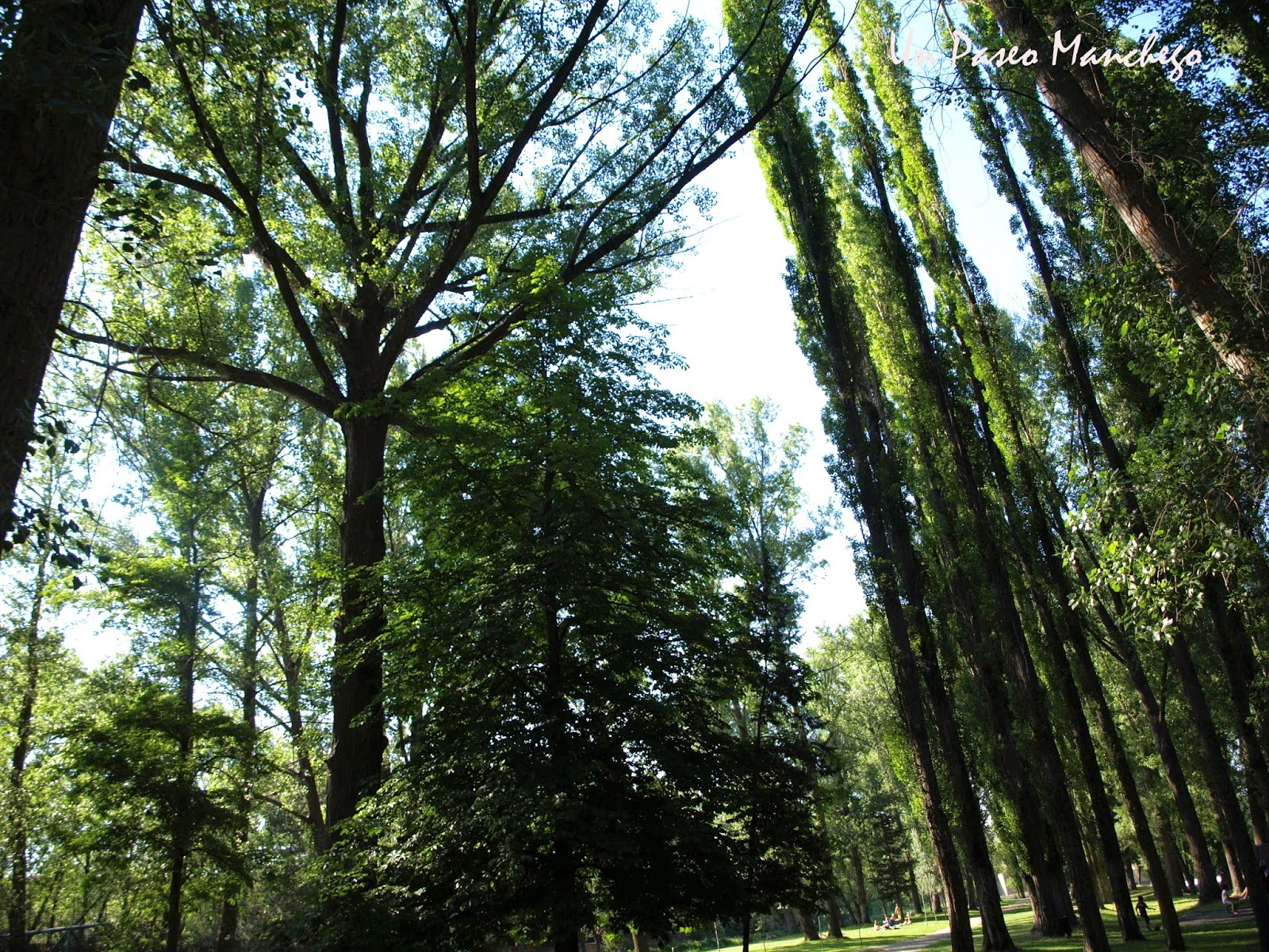 Un Paseo Manchego: Árbol Singular; El Álamo Negro de Soto Playa en Soria.