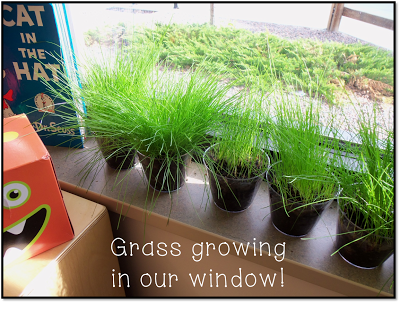 Dream Big Kinders: Kindergarten Science: Planting Grass with 2 FREEBIES!!