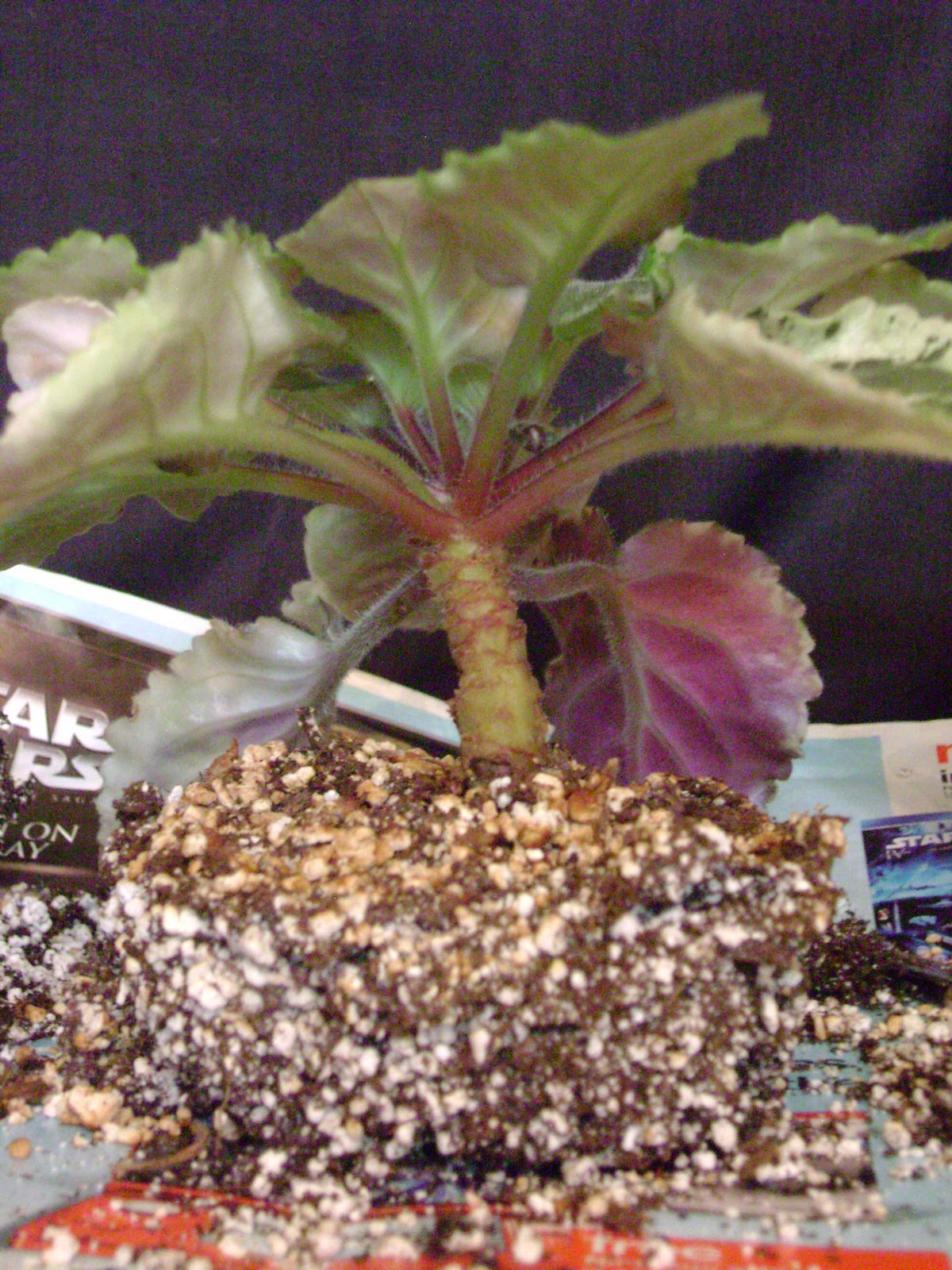 Houseplant Guru: African Violet Tree?