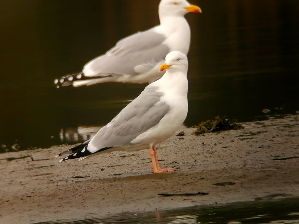 The life of an Irish birder : Spring gulling in Wicklow
