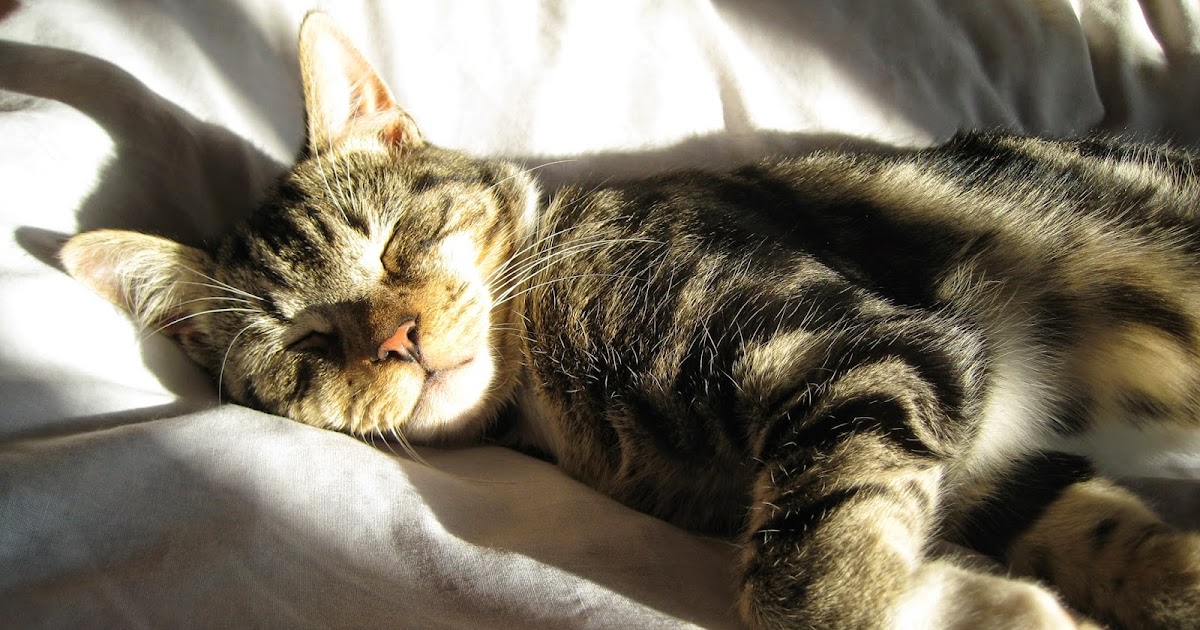 ...Abnormal....: Beautiful cat :)