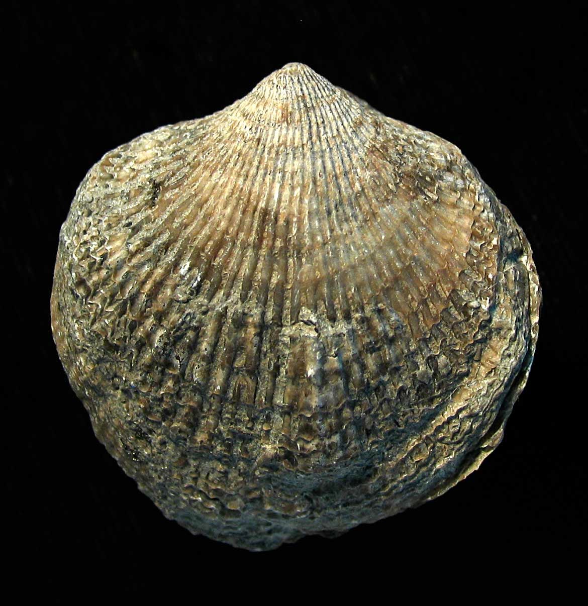 Louisville Fossils and Beyond: Pseudoatrypa Brachiopod of Silica Shale