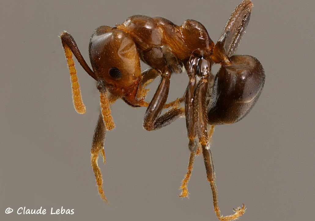 Fourmis d'Australie: Iridomyrmex rufoniger