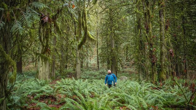 Terrierman's Daily Dose: The 17 types of Japanese Forests