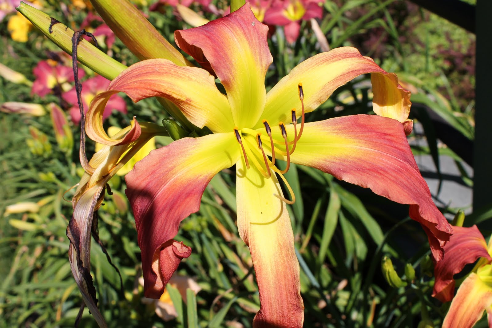 Blooms and Legumes: Daylily Delirium