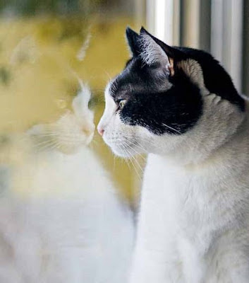 Cat Banter with Kimo & Sabi