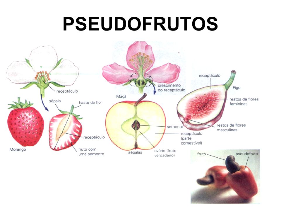 Fruto | Estrutura dos Frutos