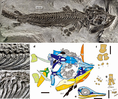 PALAEOBLOG: Chaohusaurus, The First Amphibious Ichthyosaur