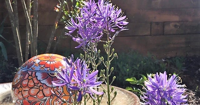 Native Bulbs for the Spring Habitat Garden