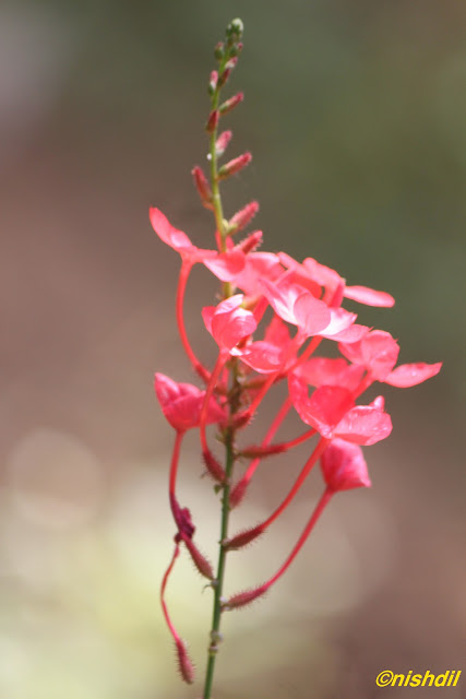 Kaleidoscope: Paathira Poovu