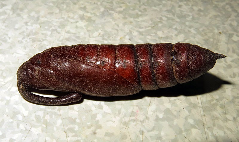 Birdernaturalist: Tucson Moths in February