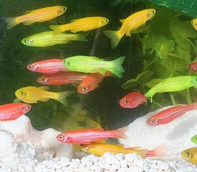rekayasa genetik ikan ~ bumi menulis