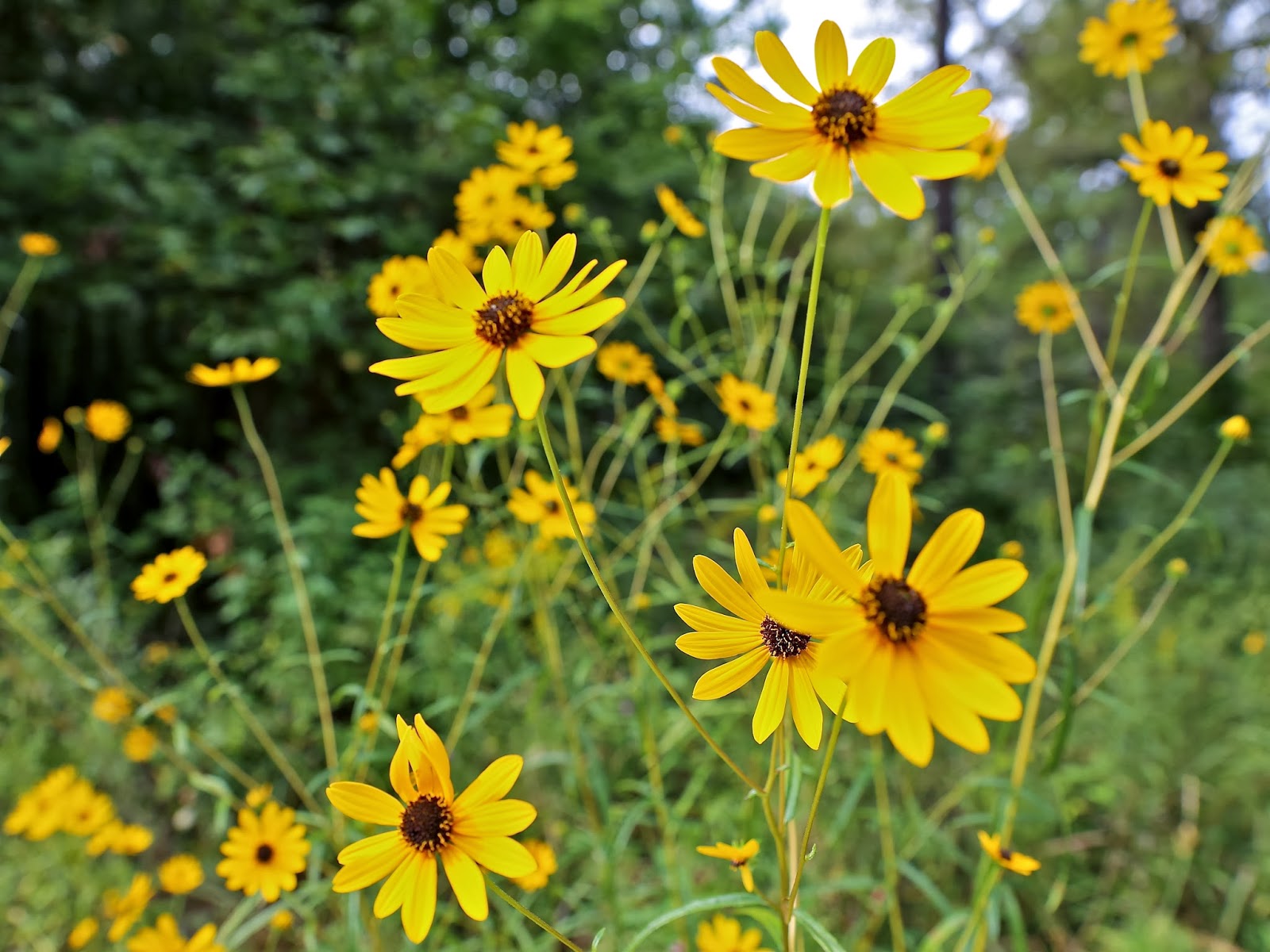 Sweet Southern Days: Fall Wildflowers