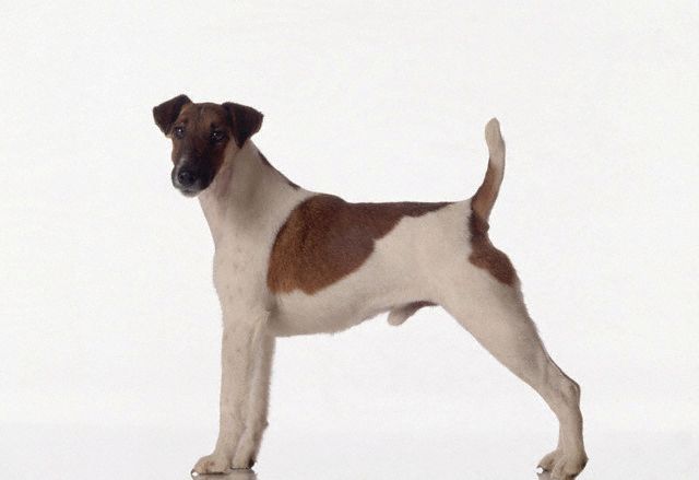 Terrierman's Daily Dose: Evolution of Terrier Breeds