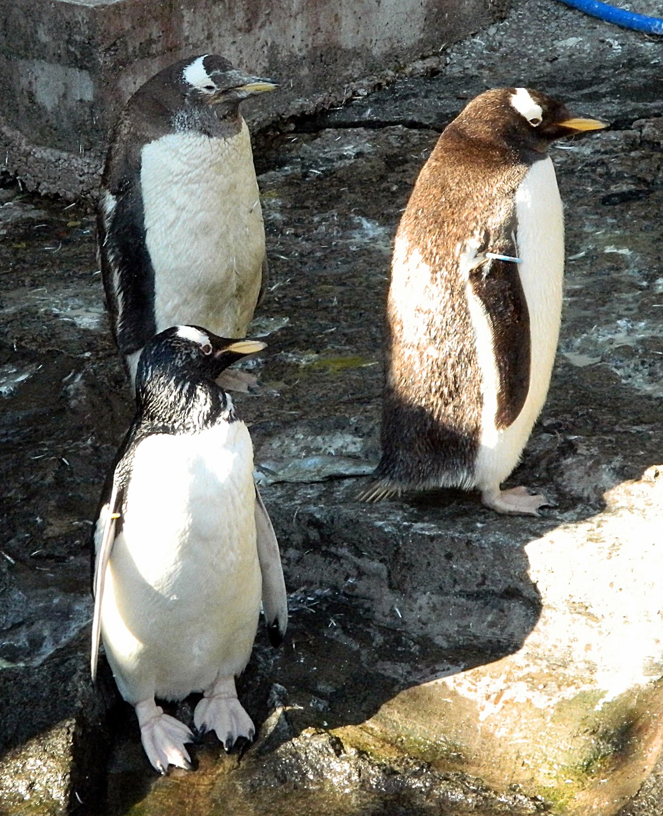 Alex Slaven Photography: Gentoo Penguin