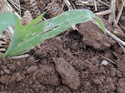 Slug Management and Options- – Lebanon Crop Management