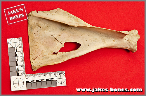Lisa, my old red deer hind skeleton : Jake's Bones