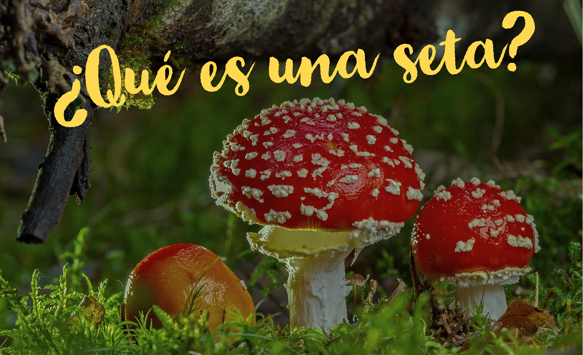 ¿QUÉ ES UNA SETA? ~ PLANTUKIS