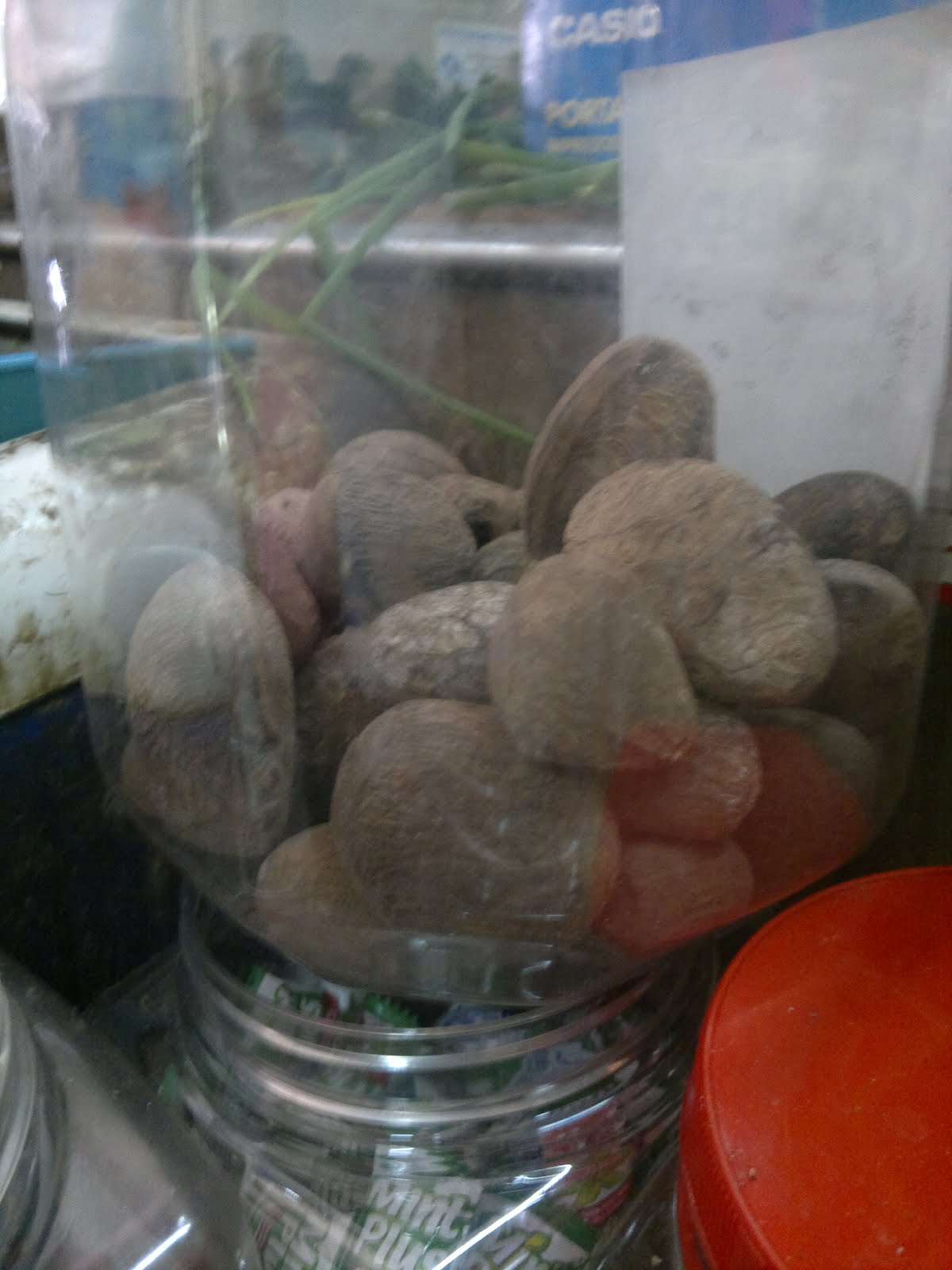 DENAI BERBISIK: buah kluak