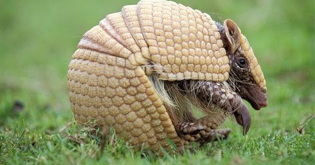 Brazilian three-banded Armadillo, native to Brazil ~ Must See how To?