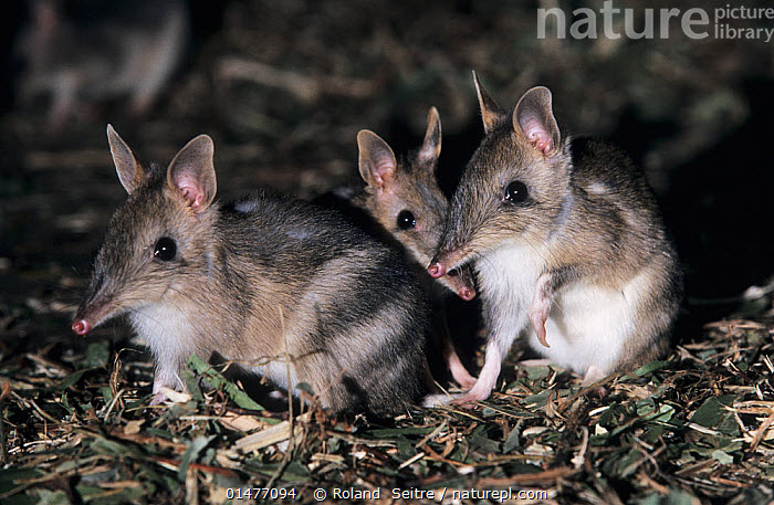 Mamíferos y marsupiales mammals of the earth: Bandicut barrado del este ...