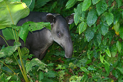 ANPP Animales y Plantas de Perú: Tapir de Altura - Tapirus pinchaque