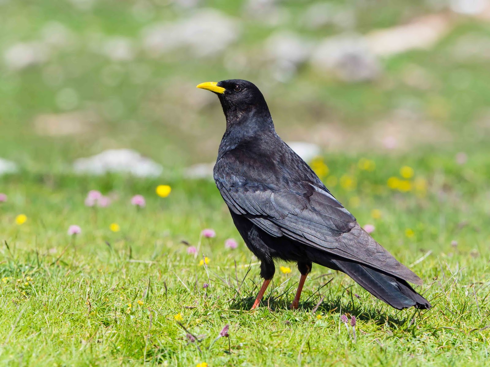CHOVA PIQUIGUALDA - Pyrrhocorax graculus | Observatorio de la Naturaleza