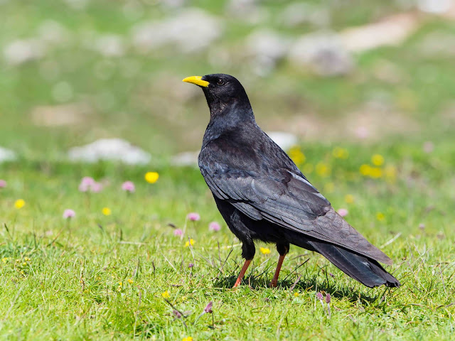 CHOVA PIQUIGUALDA - Pyrrhocorax graculus | Observatorio de la Naturaleza
